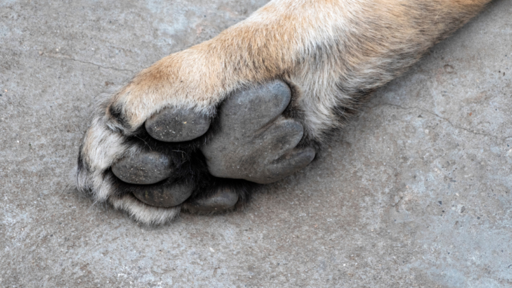 IBA Puebla descarta maltrato en caso de perro en escuela » Oronoticias